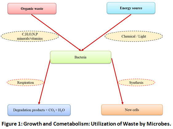 Microbes as Requisite Additives for Organic Waste Management: A Brief ...